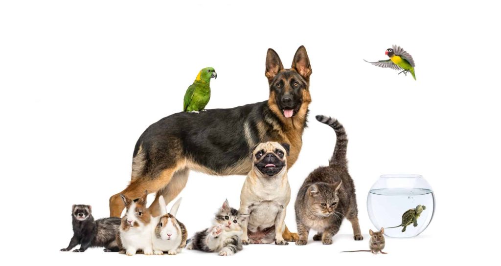 List of Domesticated Animals - SimplExplainer