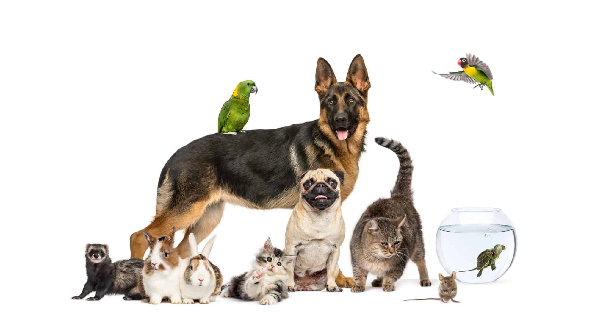 List of Domesticated Animals - SimplExplainer