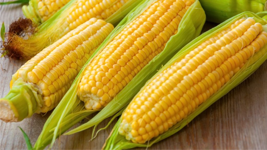 Corn: Types and Uses - SimplExplainer