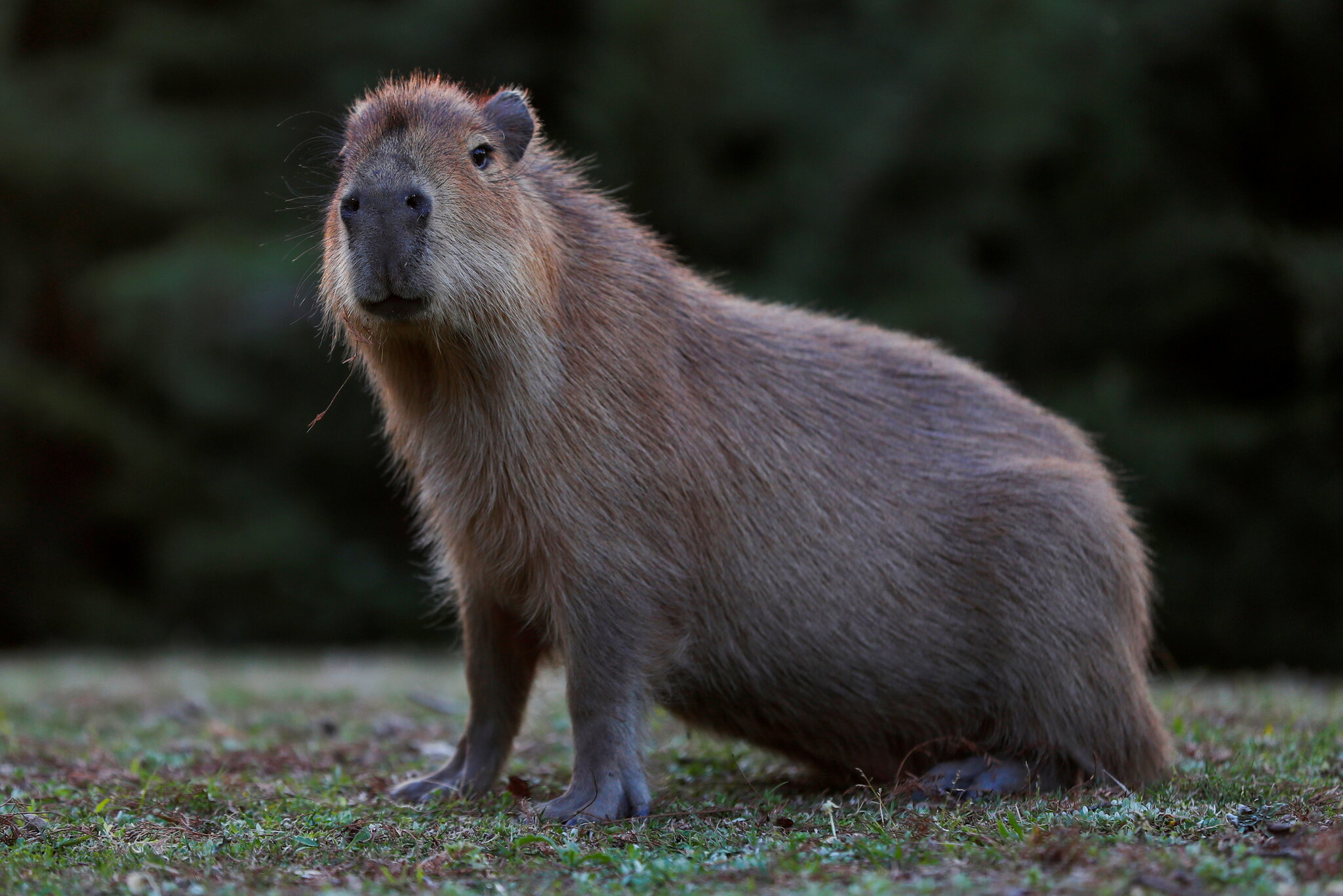 List of Domesticated Animals - SimplExplainer