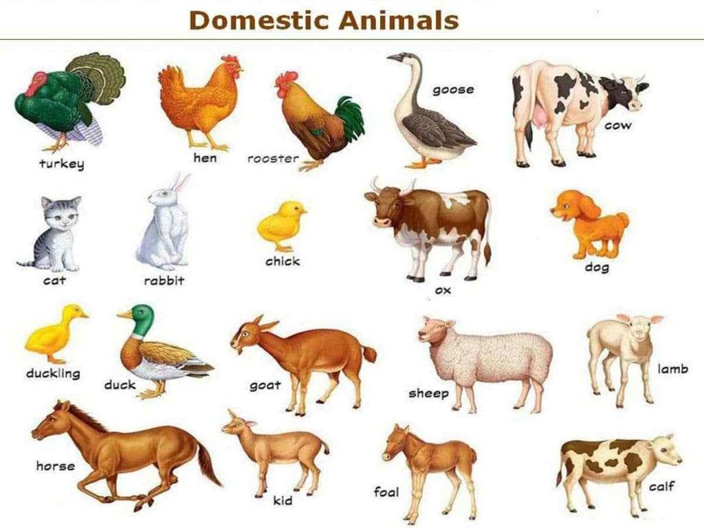 List of Domesticated Animals - SimplExplainer