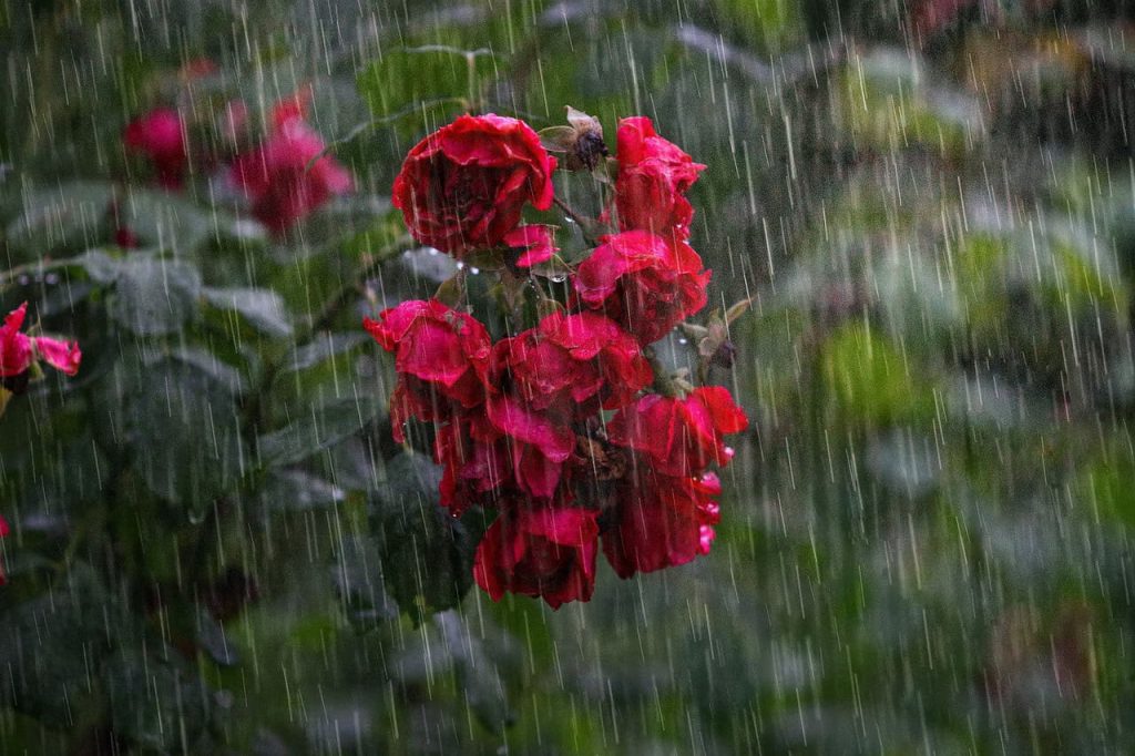 Advantages and Disadvantages of Rain - SimplExplainer