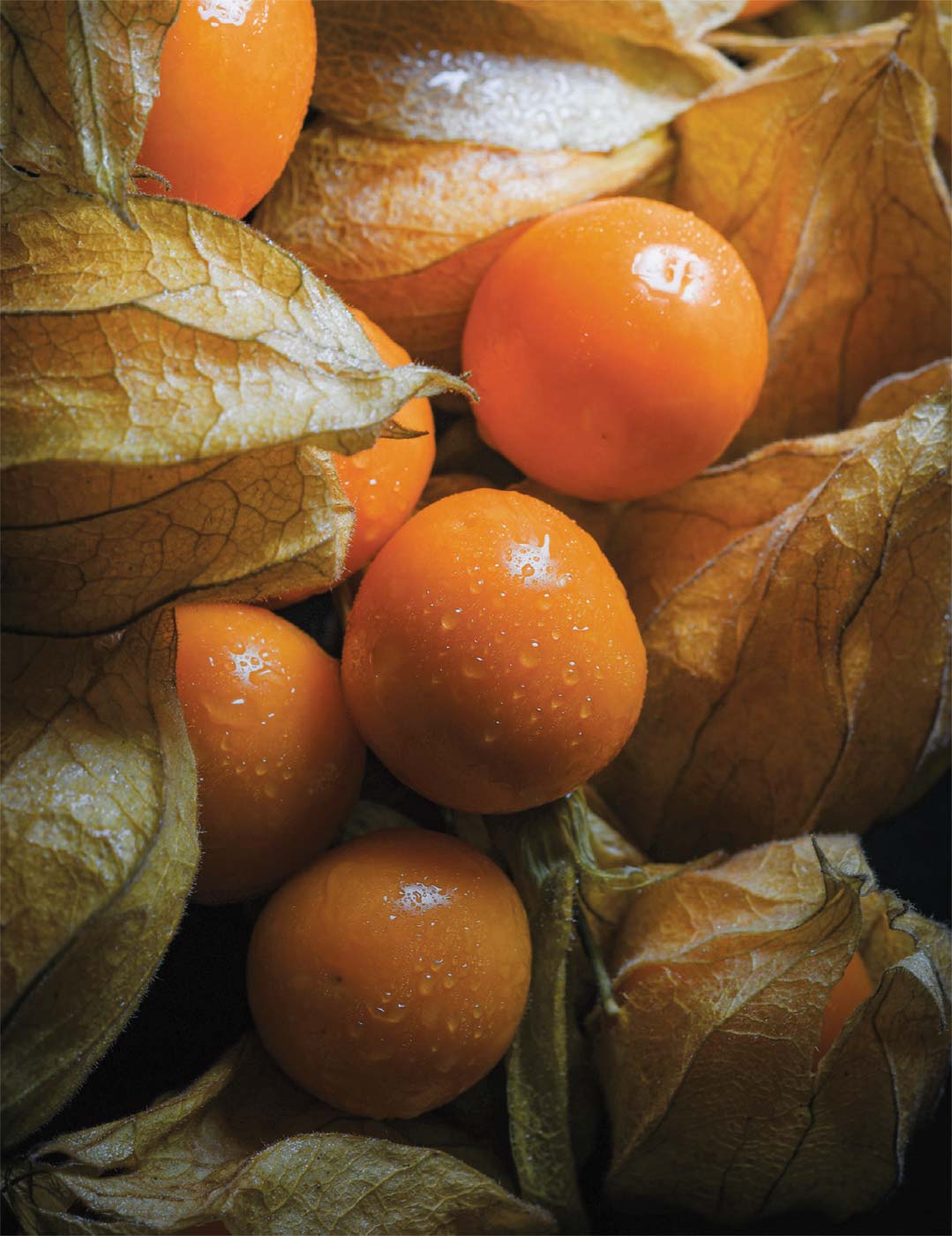 Golden Berries - SimplExplainer