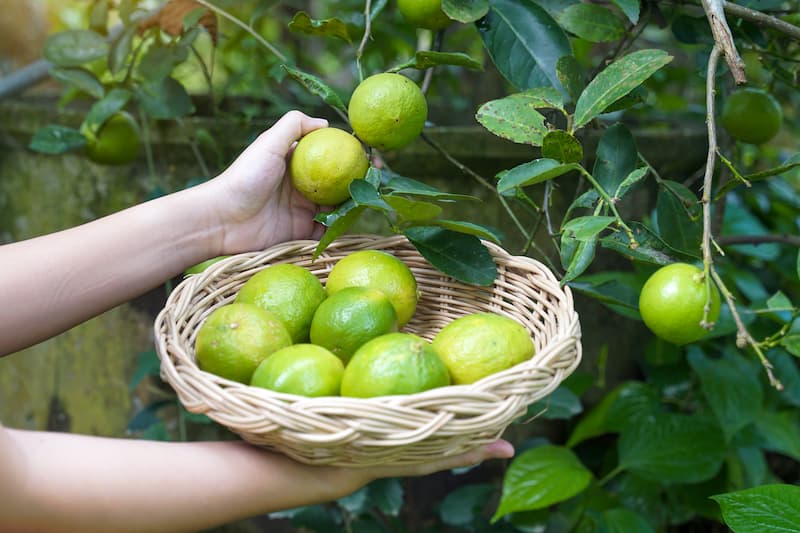 Jagua Fruit: Nature’s Blue Beauty - SimplExplainer
