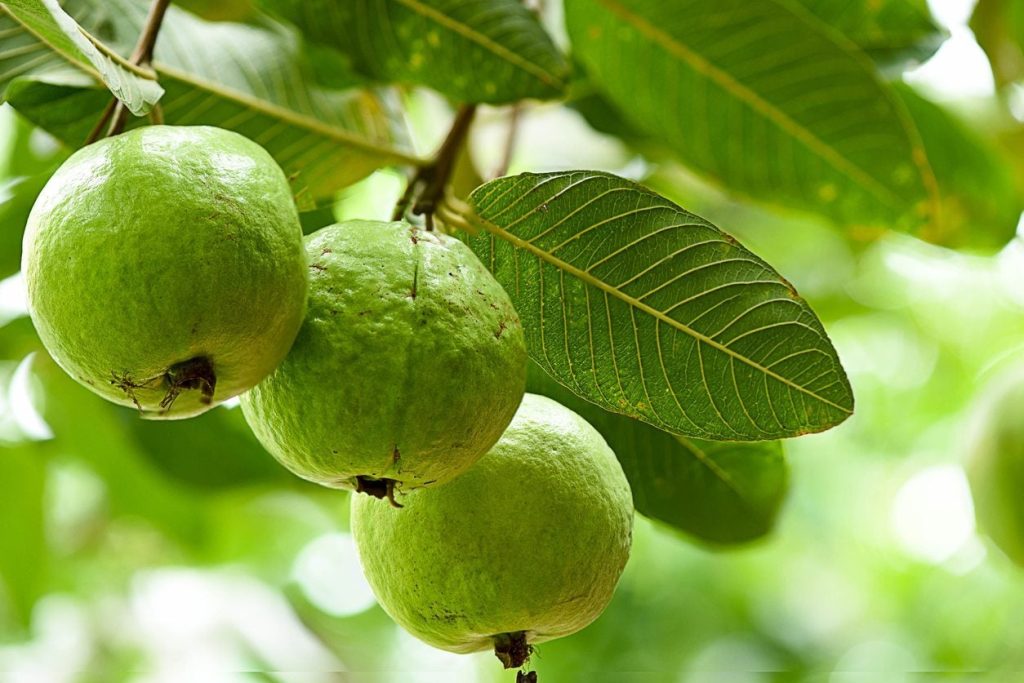 Jagua Fruit: Nature’s Blue Beauty - SimplExplainer