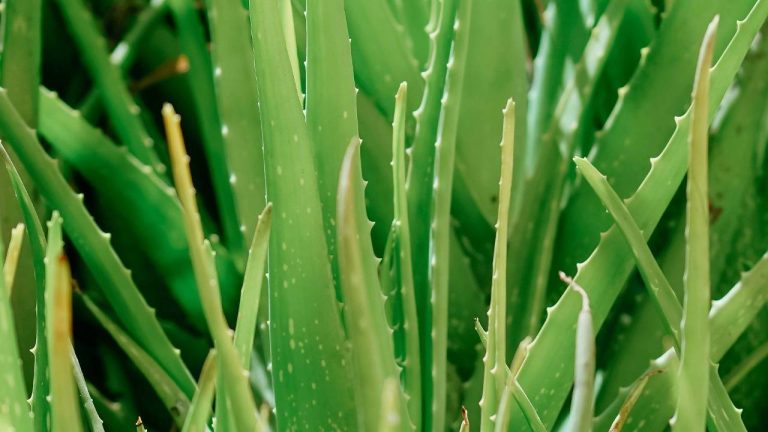 Arrowroot Powder: Benefits, Uses, and Side Effects - SimplExplainer